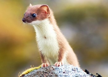 Weasels – Genuine Mustelids