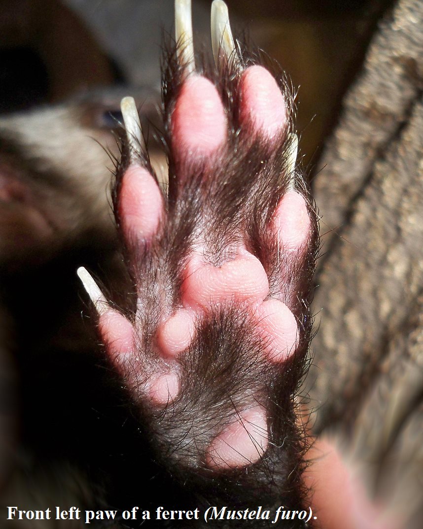 Userpage of Stoats-N-Weasels -- Fur Affinity [dot] net